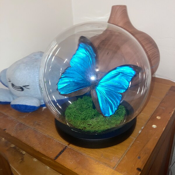 Preserved Blue Morpho Menelaus Butterfly in Glass Dome - Etsy