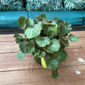 Anthurium Big Red Bird Starter Plant ALL STARTER PLANTS - Etsy