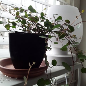 Angel Vine wire Vine Plant - Etsy