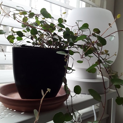 Angel Vine wire Vine Plant - Etsy