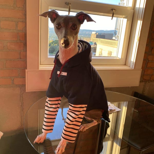 Italian Greyhound/whippet Navy Blue Hoodie With Stripes, Dog Clothes ...