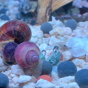 Super Snello 8oz Aquatic Snail Food Dehydrated Snail | Etsy
