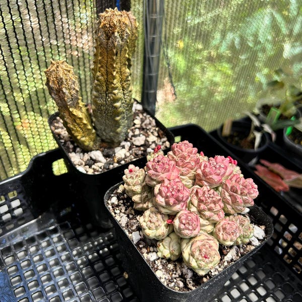 Melocactus Curvispinus Live Rooted Cactus From Seed Grown - Turk's Cap ...