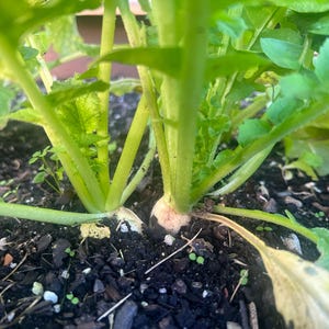 총각무, 알타리무 Seeds (40+) Altari Radish Seeds AKA Bachelor Radish - Etsy