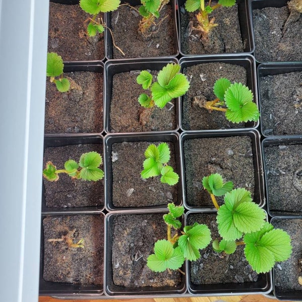 Dimocarpus Longan... Longan Fruit Seedling - Etsy