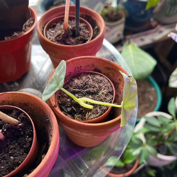 Alocasia tiny Dancer Starter Plant ALL STARTER PLANTS Require You to ...