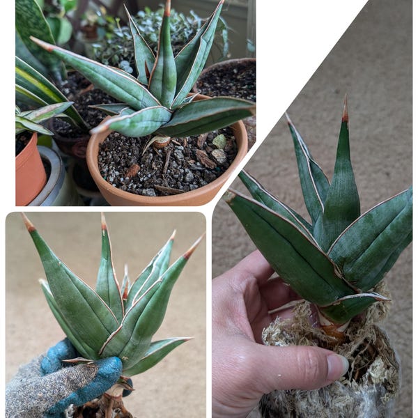 Rare - Aloe AJR Hybrid | Indoor Succulents | 3.5" Planter - Etsy