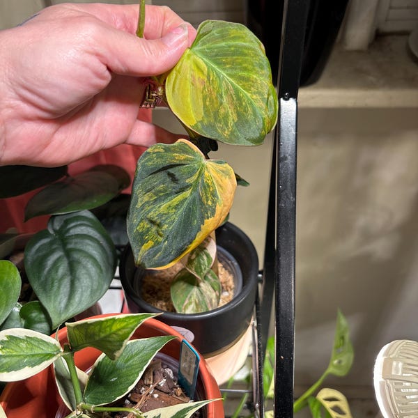 Scindapsus Salamount; Variegated Scindapsus Pictus Dark Cloud Salamount ...