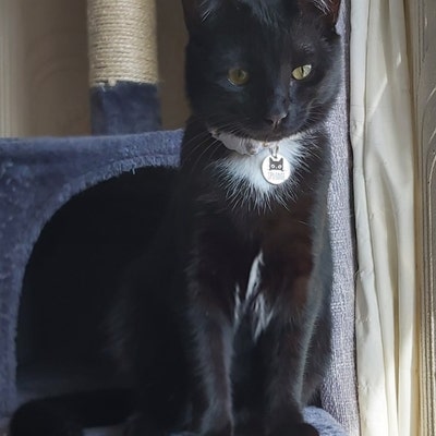 Tiny 20mm Cat Kitten ID Tags Laser Engraved, Stainless Steel Available ...