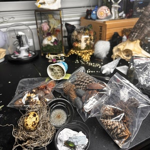 Lg Forest Findings Collection, Dried Botanicals, Forest Decor ...