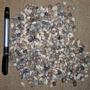 Shell Mix-1/41 Tiny/small Shell Mix-craft Seashells-small Seashells ...