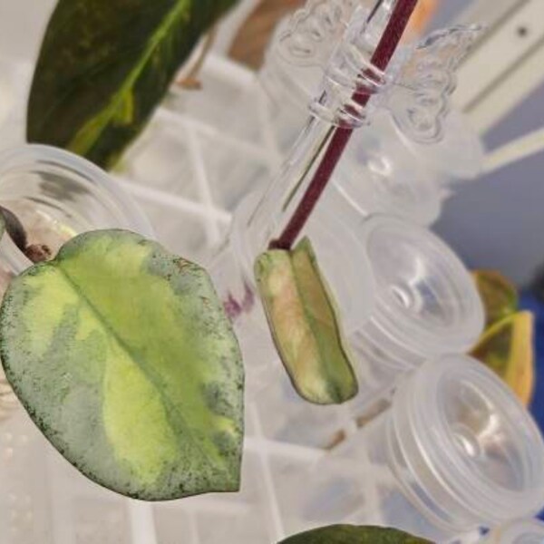 Scindapsus Exotica Hologram Variegated Rooted Bottom Cutting Active ...