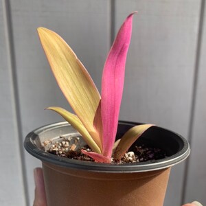 Rhoeo 'sitara's Gold' tradescantia Spathacea - Etsy Canada