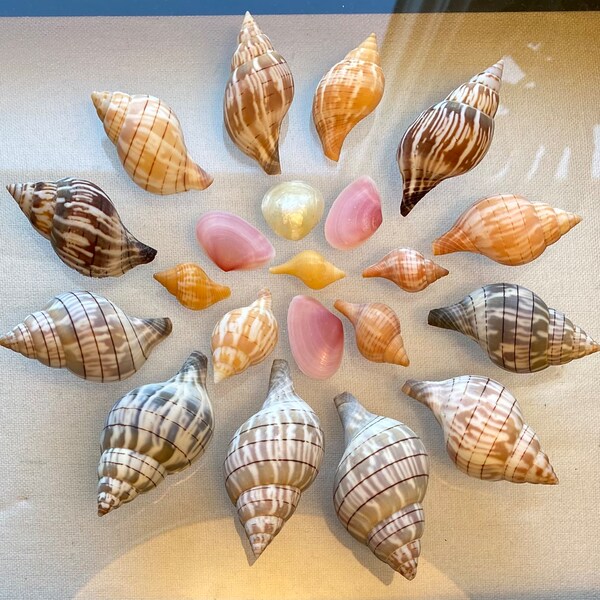 50 Beautiful Calico Scallop Shells - Etsy