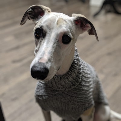 Dog Sweater Knitting Pattern, PDF Instant Download, Great for Whippet ...