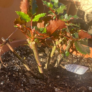 French Cut Rose Pink Strong Fragrant Rose Live Plant, 1 Gallon - Etsy