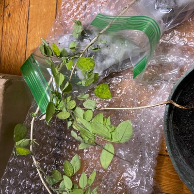 Roselle Aka Florida Cranberry Aka Jamaican Tea Heirloom Flower - Etsy