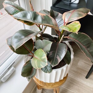 Ficus Decora RUBY Ficus Elastica Rubber Plant Live House - Etsy