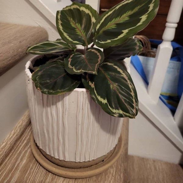 Textured Planter With Saucer in White Ceramic on Beige - Etsy