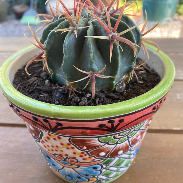 Cheiridopsis Rostrata Shown in a 2 Pot, Mesemb, 3386 - Etsy