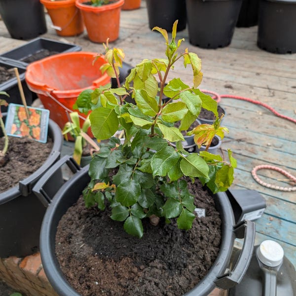 Dearest Valerie- Red Floribunda Bush Rose. - 4 Ltr POTTED - Etsy UK