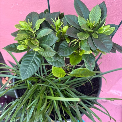 6 ZZ Plant, Zamioculcas Zamiifolia, Zee Zee Plant, Aroid Palm ...