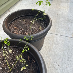 Moringa Oleifera Seeds Drumstick Seeds Malunggay Seeds Miracle Tree ...