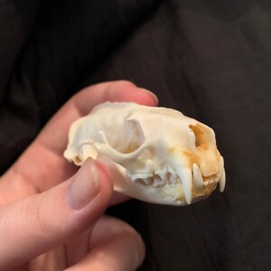 Exquisite Real Mink Skull Bone Specimen After Cleaned and Bleached - Etsy