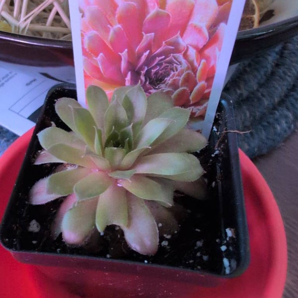 Royal Ruby Hen and Chicks - Sempervivum - Etsy