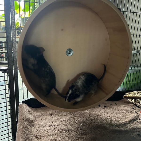 14" Chinchilla Running Wheel (35cm) – Sturdy Kiln-dried Pine Silent ...