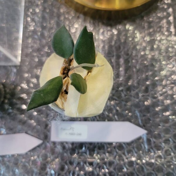 Epipremnum Cebu Blue Ghost Variegated Fresh Cut - Etsy Canada