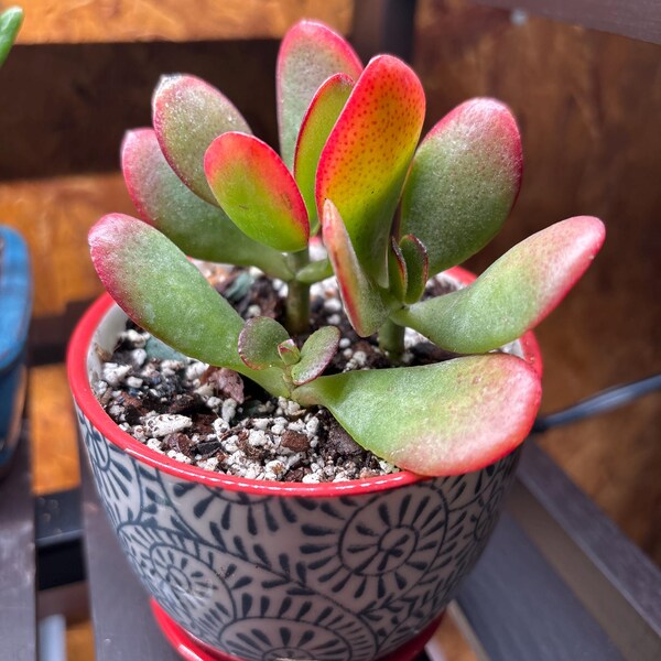Sedum Dasyphyllum Major Blue Tears Sedum Live Succulent Plants 2" 4” 6 ...