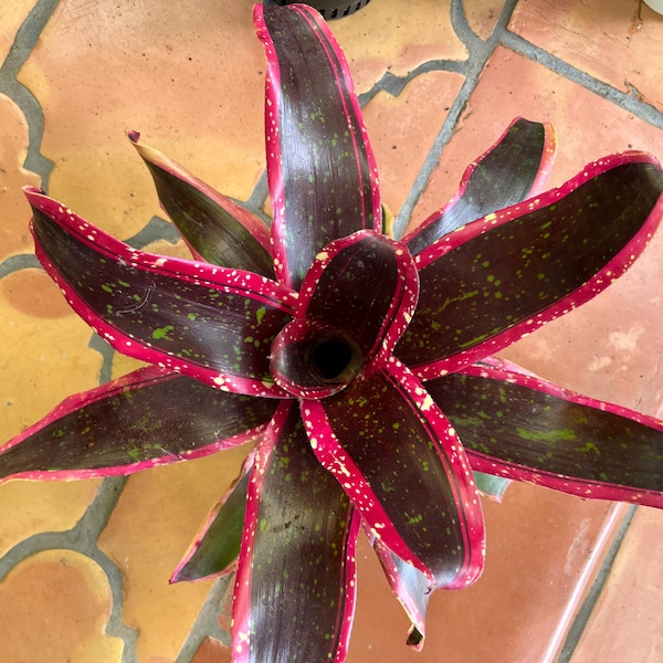 Bromeliad Vriesea Red Chestnut 6" Pot - Etsy