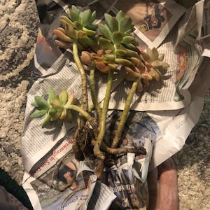 Zone 8 Plant, XL Agave Americana 'marginata' Variegated Century Plant ...