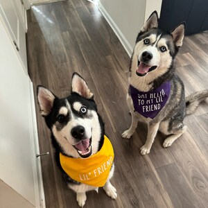 Ball-less & Flawless Dog Bandana, Funny Dog Bandana, Neuter Bandana ...