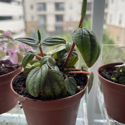 Peperomia Piccolo Banda Plant Peacock Peperomia 2.5 Inches - Etsy