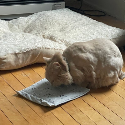 9 X 9 Catnip Mat-all Natural Catnip-cats-cat Toy-gifts for Pets-cat ...