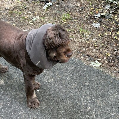 Waterproof Thick Dog Snood Swimming Cap for Dog Dog Hat - Etsy