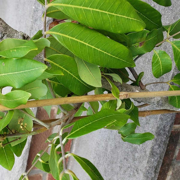 Kahola Longan Tree- 1 to 2 Feet Tall - Airlayered Tree - Etsy