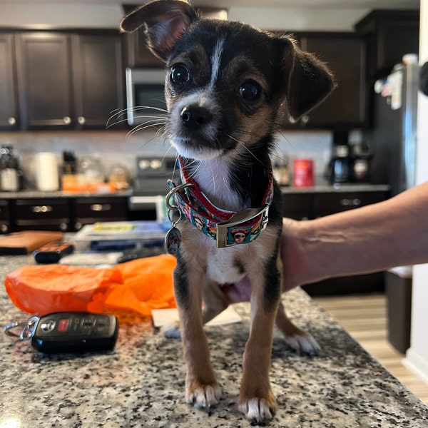 German Shorthaired Pointer Dog Collar, GSP Dog Collar, German ...