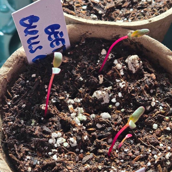 Red Garnet Amaranth - 370 Seeds Chinese Spinach, Yin Choi Open ...