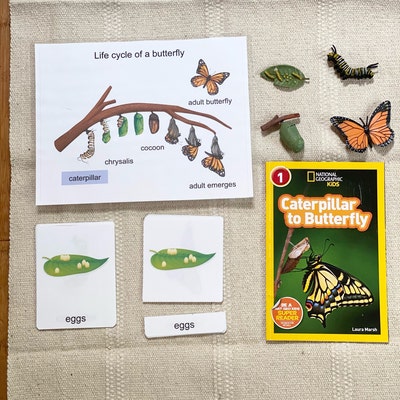LIFE CYCLE of a BUTTERFLY 7 Montessori Cards Flash Cards Nomenclature ...