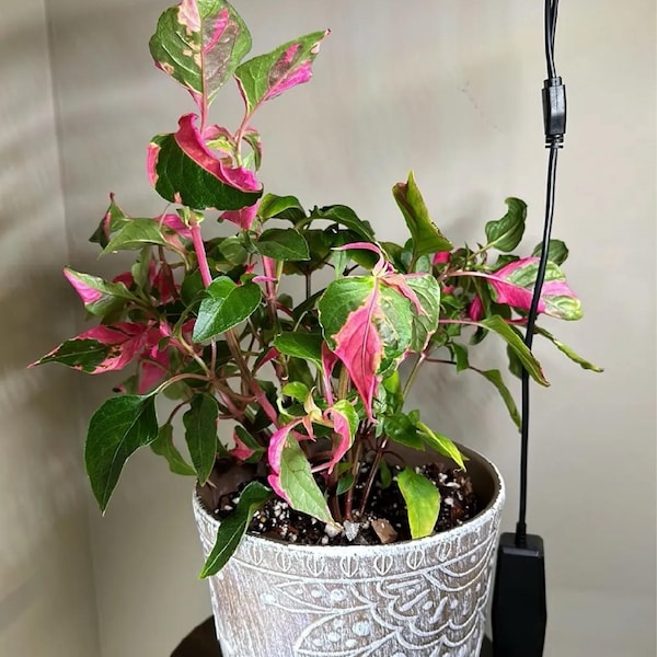 Live Alternanthera "party Time" Starter Plant - USA Seller! - Etsy