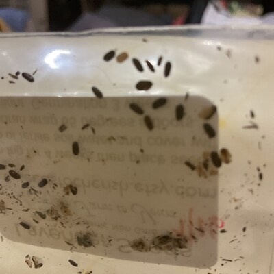 15 Heirloom Chinese Redbud, Tree Seeds. USA, Beautiful Pink Flowers ...