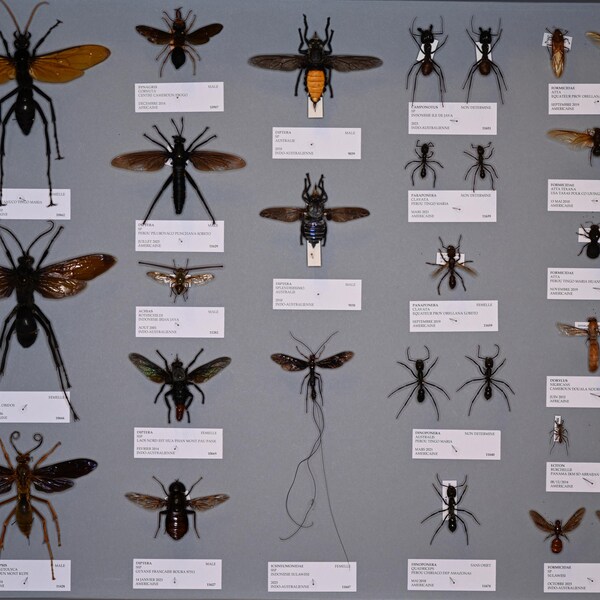 Fruit Beetle pachnoda Aemula Real Specimen. Insects. Insect Specimen ...