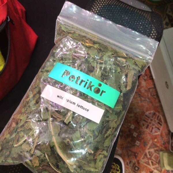 Mimosa Tree Bark (albizia Julibrissin). Mimosa Tree. Tree of Hapiness ...