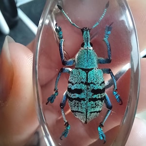 Archaeoprepona Demophon One-spotted Prepona Demophon - Etsy