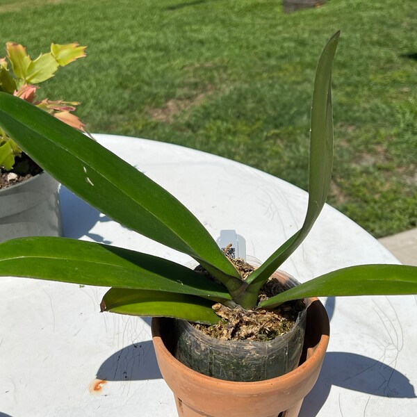 Awarded "cotton Candy" Phal. Cheng-de Beauty 'sakura' AM/AOS , Handsome Plant in 4" Pot With 25 ...