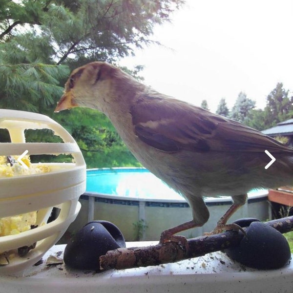 Bird Buddy Suet Ball gray - Etsy
