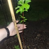 3 Musa ‘poquito’ Banana Tree/ Banana Tree in 4 Inch Cups (one Plant per ...